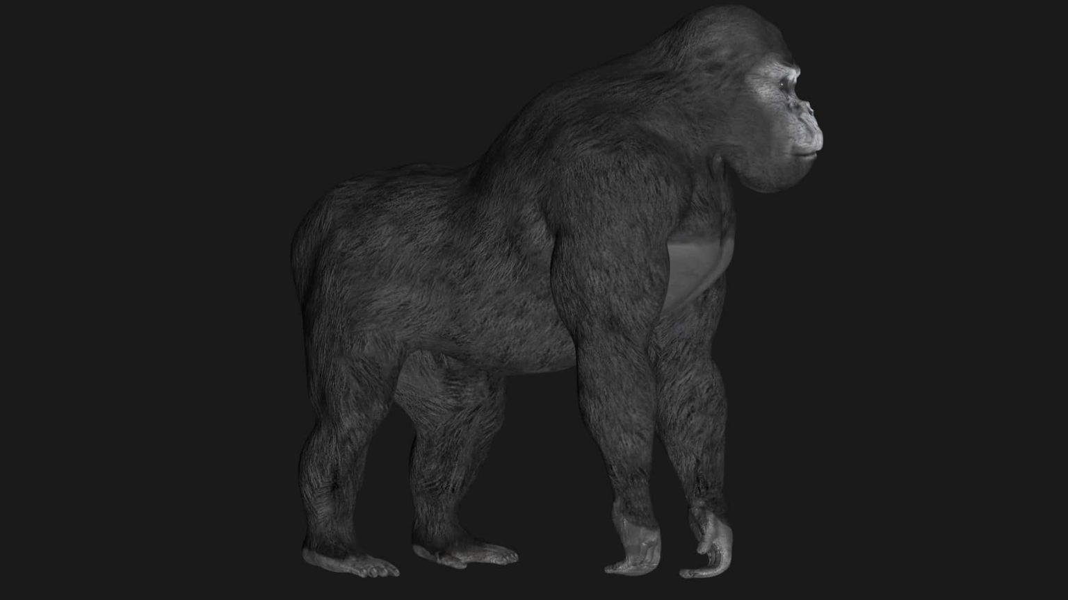 Ape 3D Model Rigged and Low poly Game ready - Team 3d Yard