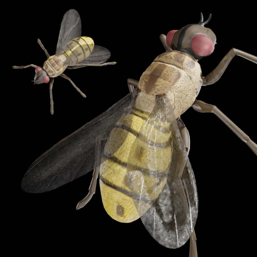 Fly 3D Model Rigged and Low Poly Game ready - Team 3d Yard