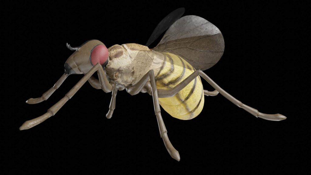 Fly 3D Model Rigged and Low Poly Game ready - Team 3d Yard