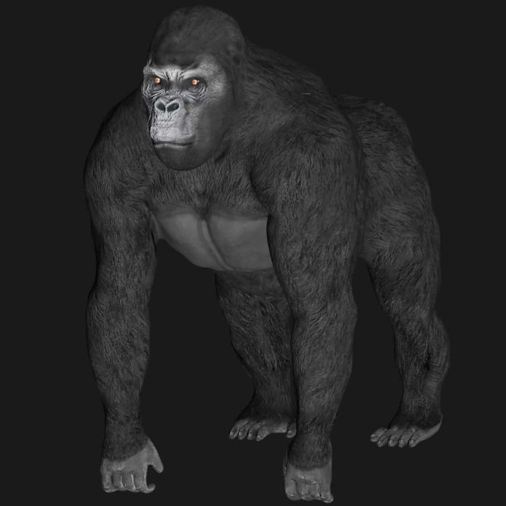 Gorilla 3D Model Rigged and Low Poly Game ready - Team 3d Yard