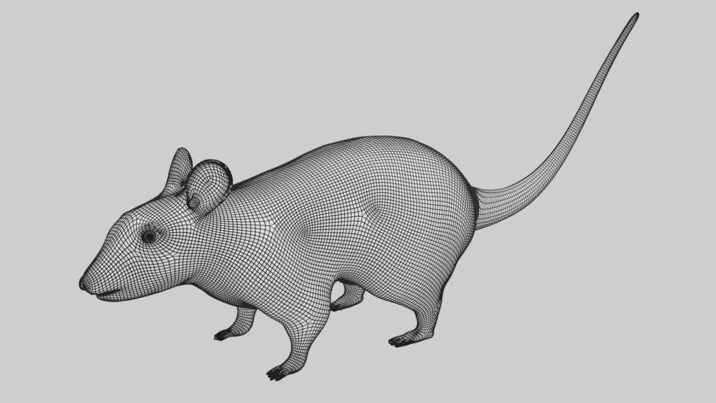 Mouse 3D Model Rigged and Low Poly Game ready - Team 3d Yard