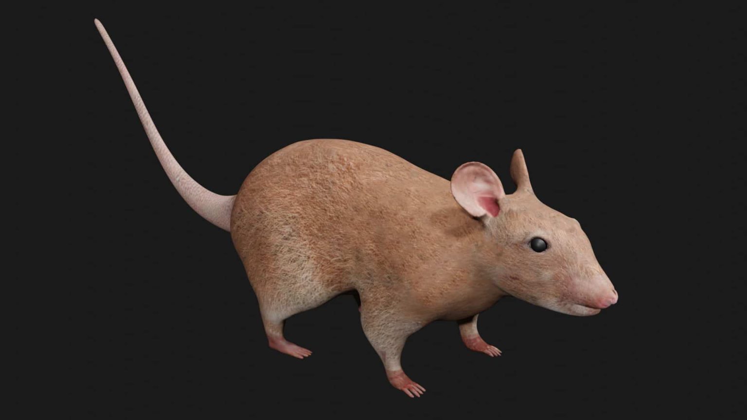 Mouse 3D Model Rigged and Low Poly Game ready - Team 3d Yard