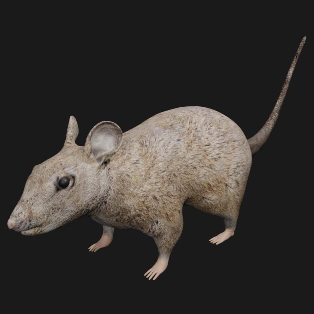 Rat 3D Model Rigged and Low poly Game ready - Team 3d Yard