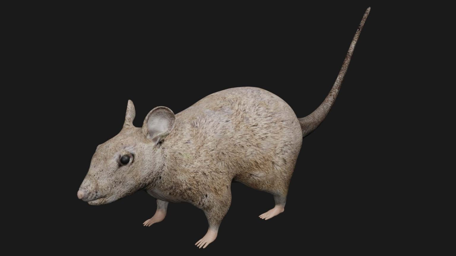 Rat 3D Model Rigged and Low poly Game ready - Team 3d Yard