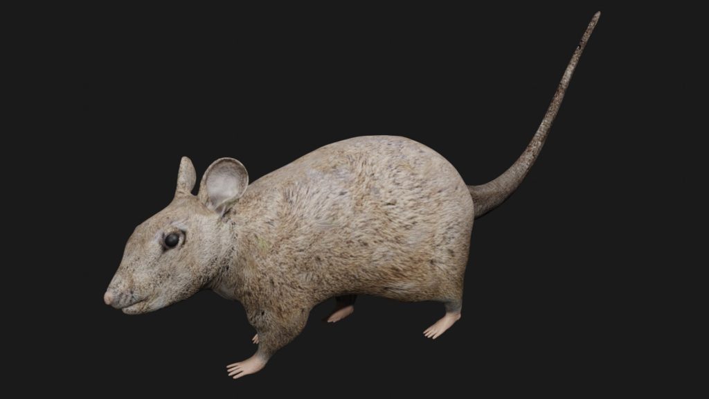 Rat 3D Model Rigged and Low poly Game ready - Team 3d Yard