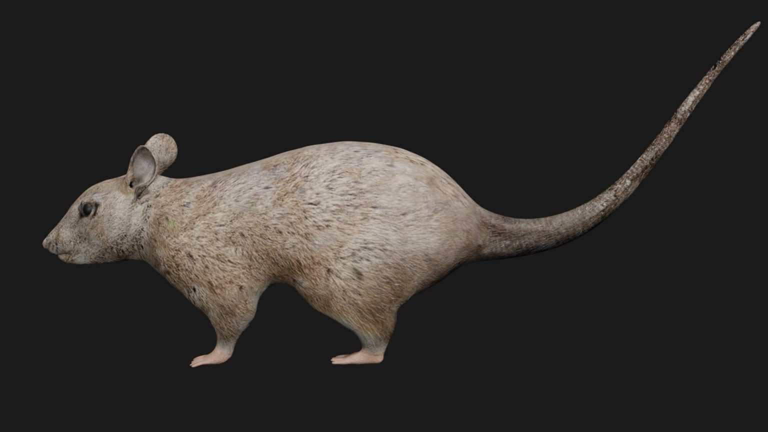 Rat 3D Model Rigged and Low poly Game ready - Team 3d Yard