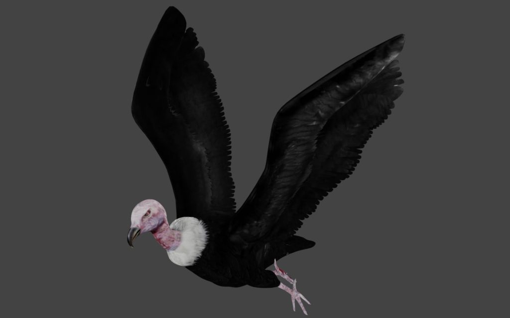 Condor 3D Model Rigged Game ready - Team 3d Yard
