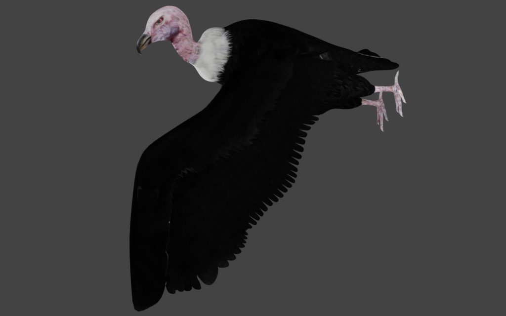 Condor 3D Model Rigged Game ready - Team 3d Yard