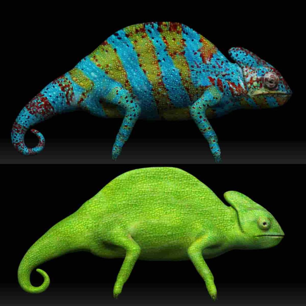 Chameleon 3d Model Rigged and Low poly - Team 3d Yard