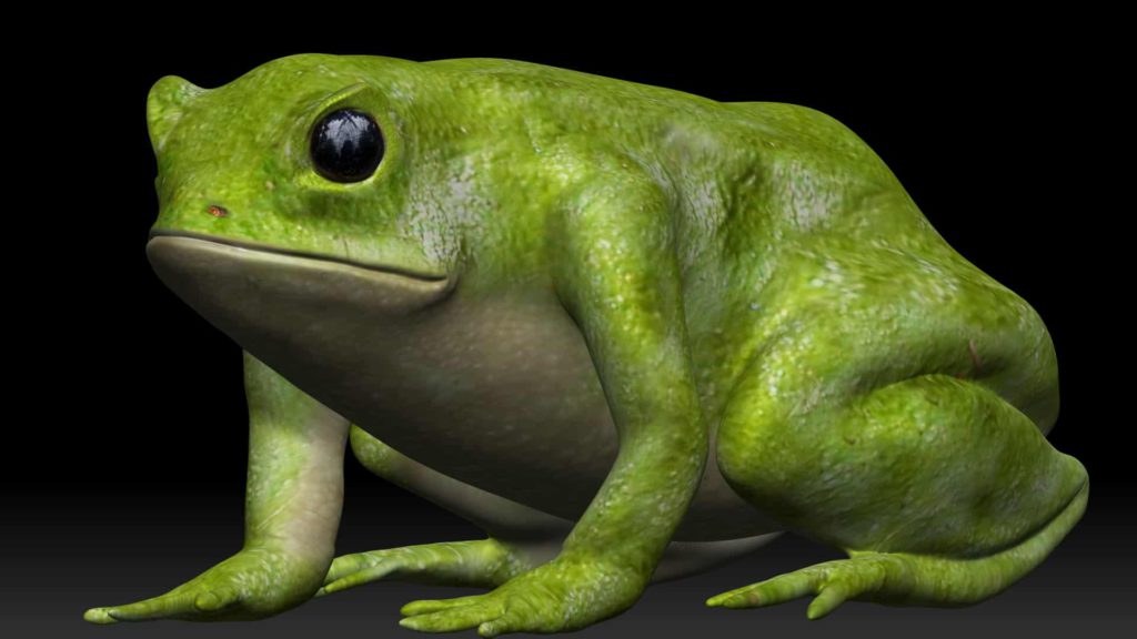 Frog 3d Model Photorealistic Low poly Model - Team 3d Yard