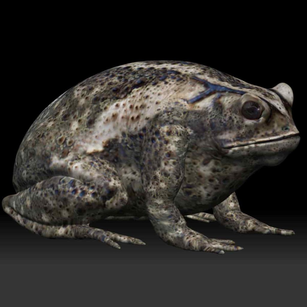Toad 3d Model with photorealistic low poly mesh- Team 3d Yard