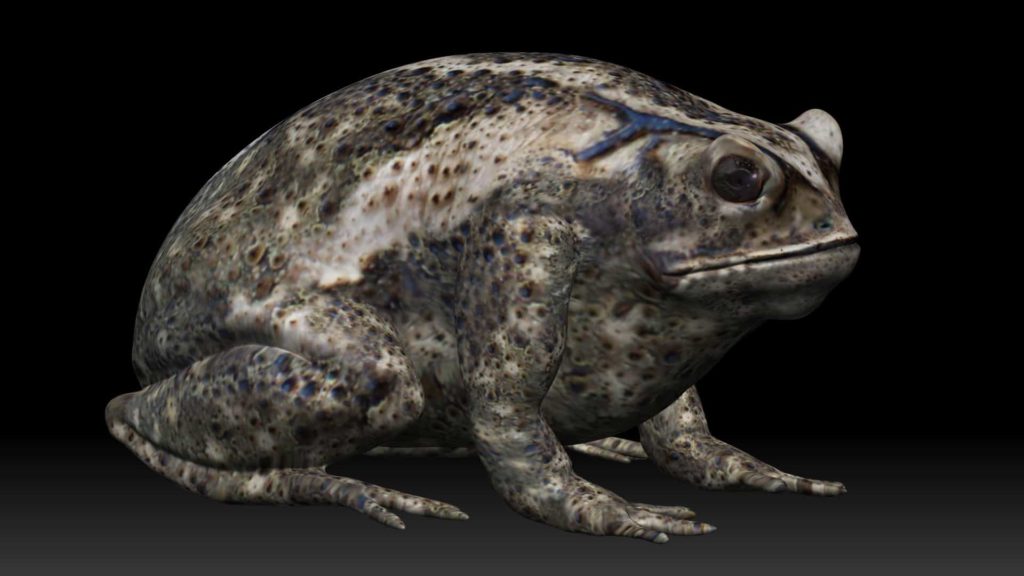Toad 3d Model with photorealistic low poly mesh- Team 3d Yard