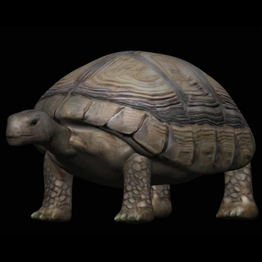 Tortoise 3d Model Rigged and Low poly - Team 3d Yard