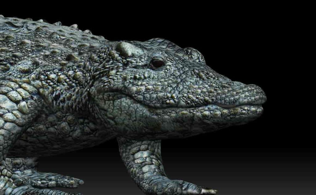 Alligator 3D Model Rigged and Low Poly - Team 3d Yard