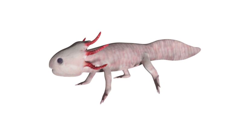 Axolotl 3d model Rigged and Low Poly - Team 3d Yard