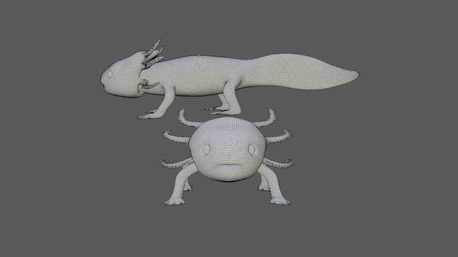 Axolotl 3d model Rigged and Low Poly - Team 3d Yard