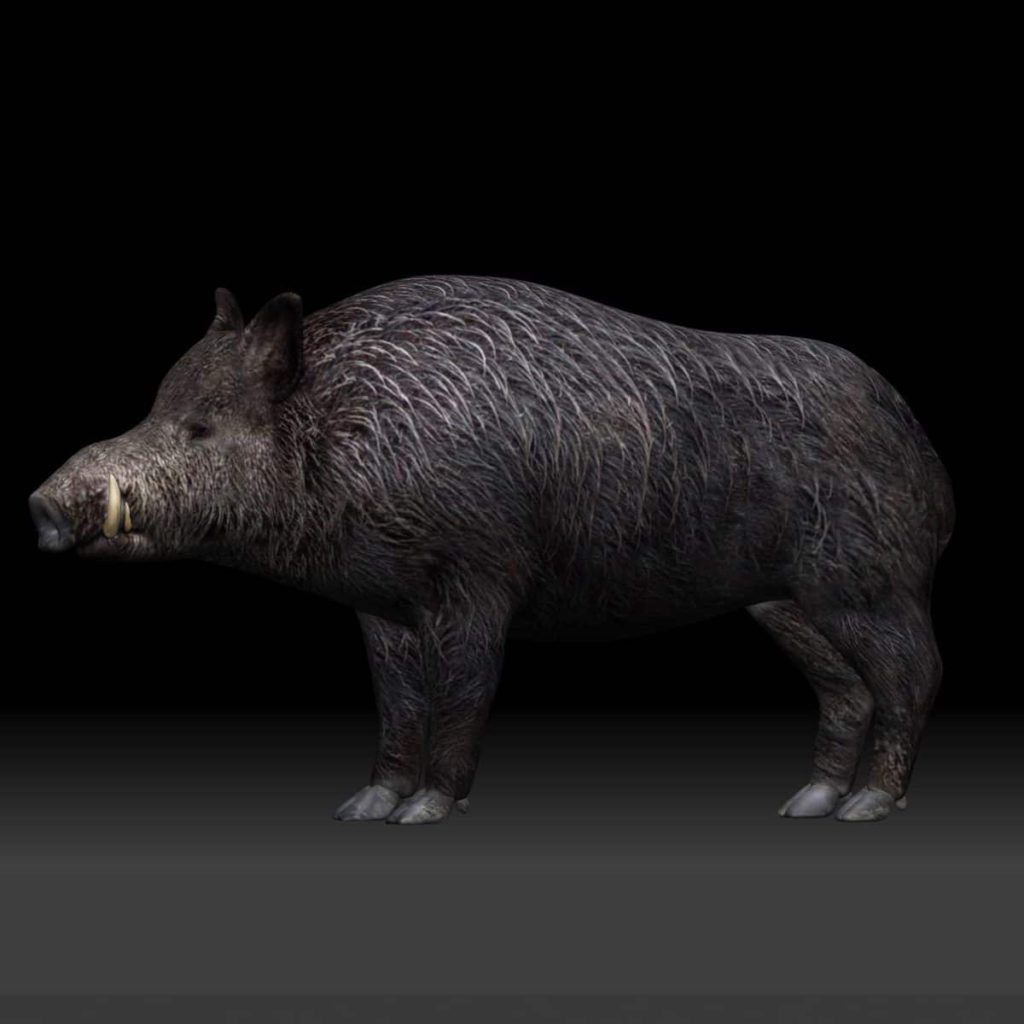 Boar 3D Model Rigged and Low Poly - Team 3d Yard