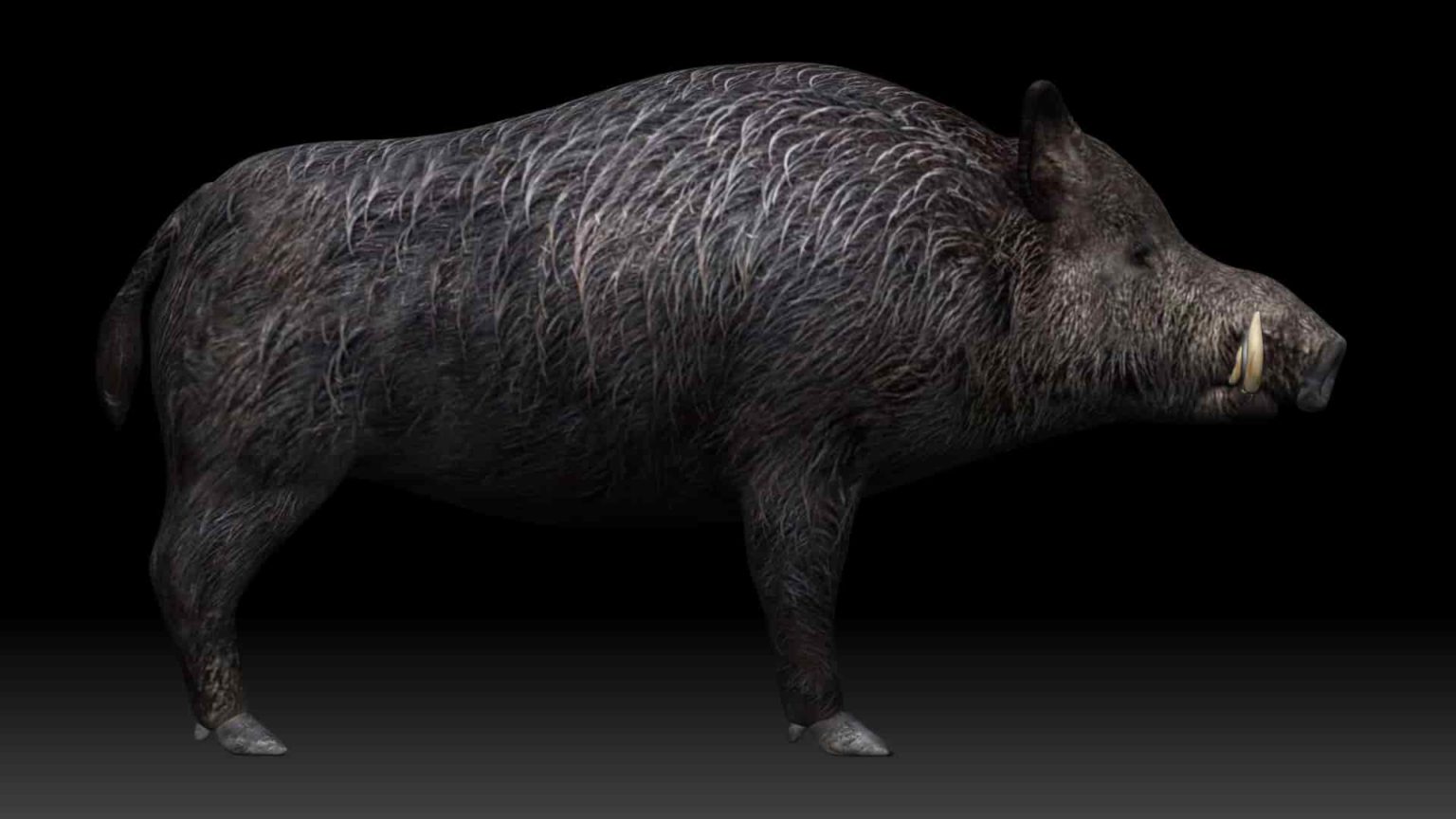Boar 3D Model Rigged and Low Poly - Team 3d Yard