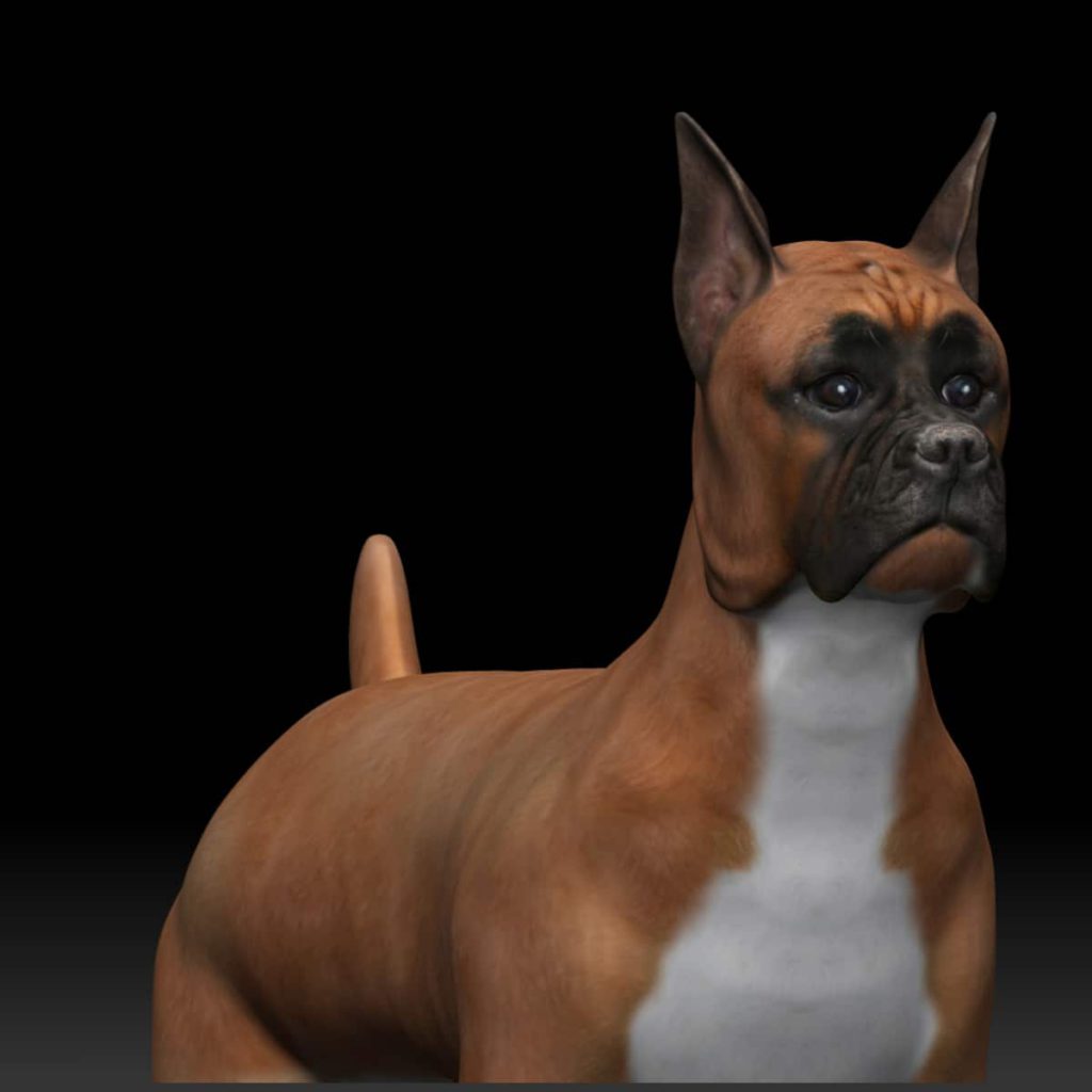 Boxer dog 3D Model Rigged and Low Poly Dog- Team 3d Yard