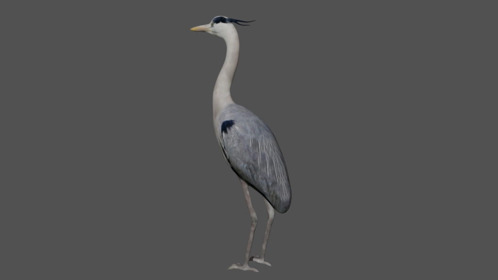 Heron 3D Model Rigged and Low Poly - Team 3d Yard