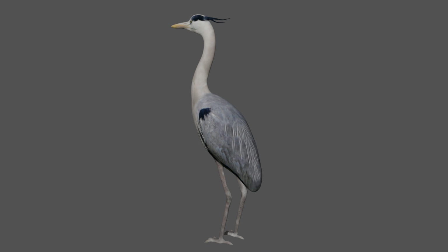 Heron 3D Model Rigged and Low Poly - Team 3d Yard