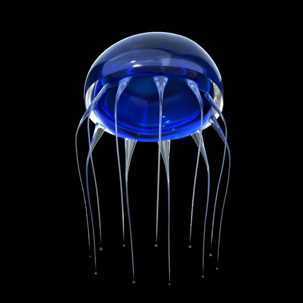 Jellyfish 3d model low poly photorealistic 3d model - Team 3d Yard
