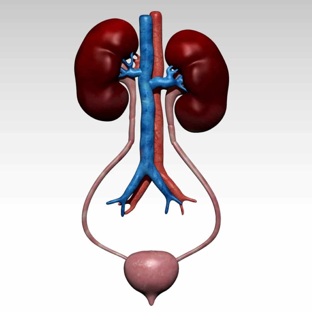 Kidney 3d model low poly photorealistic 3d model - Team 3d Yard