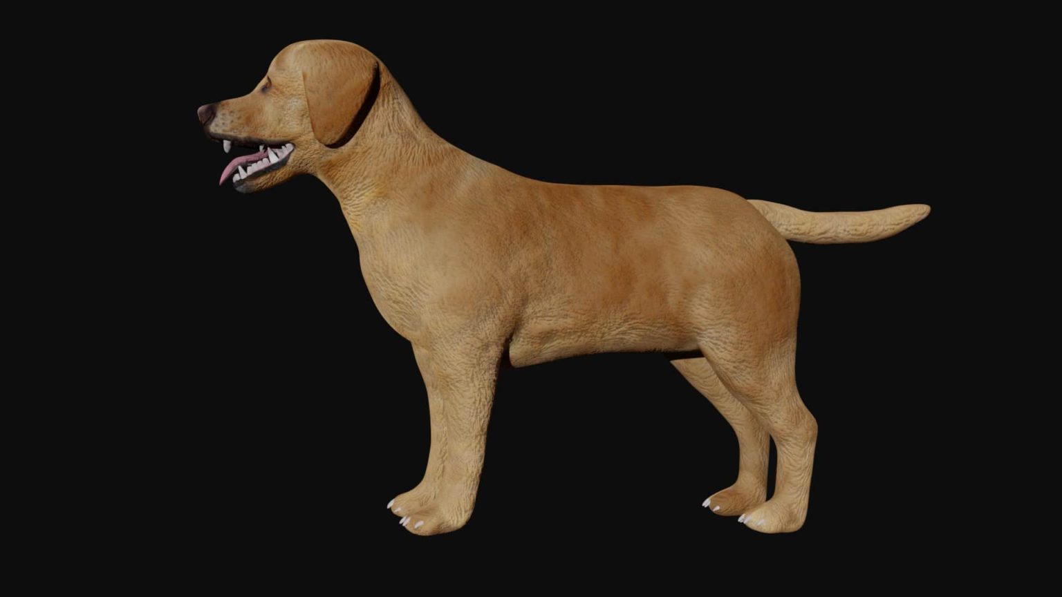 Labrador 3d model photorealistic 3d model - Team 3d Yard
