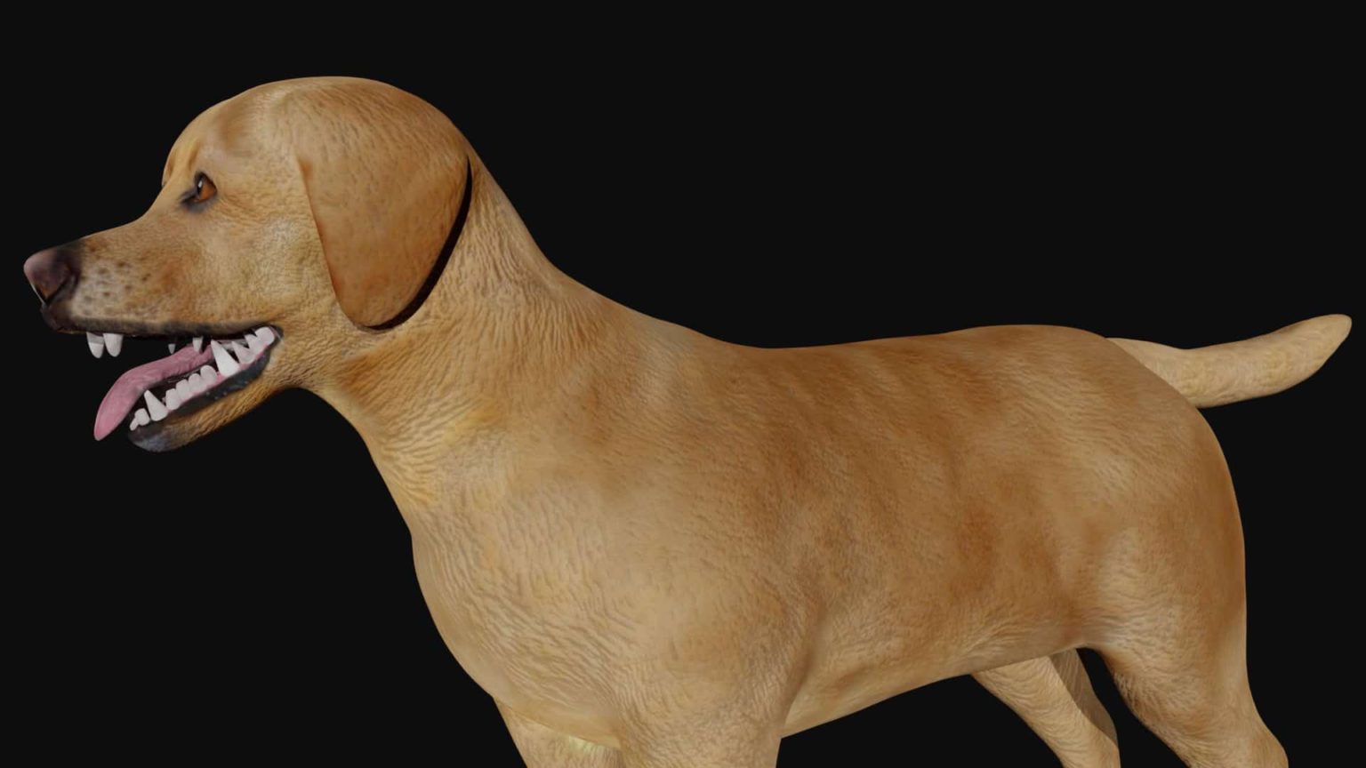 Labrador 3d model photorealistic 3d model - Team 3d Yard