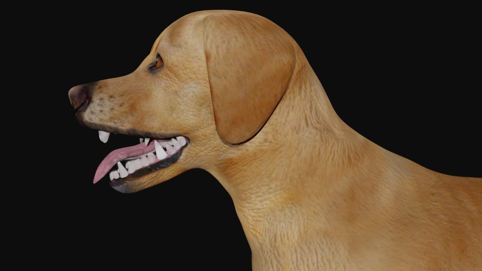 Labrador 3d model photorealistic 3d model - Team 3d Yard