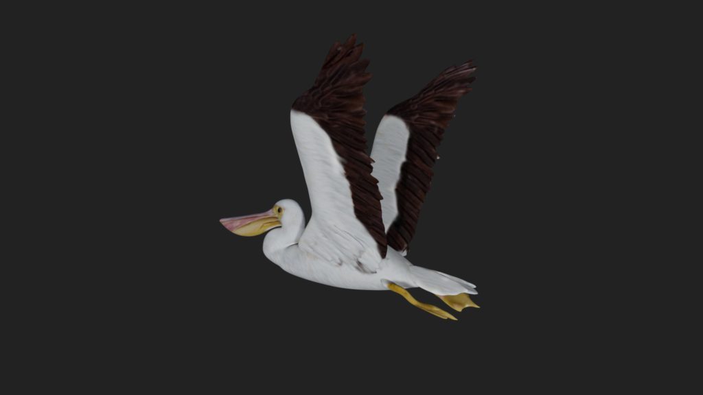 Pelican 3d Model photorealistic 3d model - Team 3d Yard