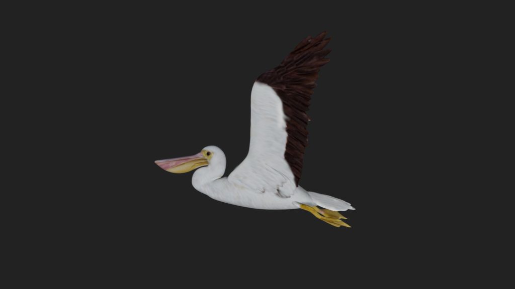 Pelican 3d Model photorealistic 3d model - Team 3d Yard