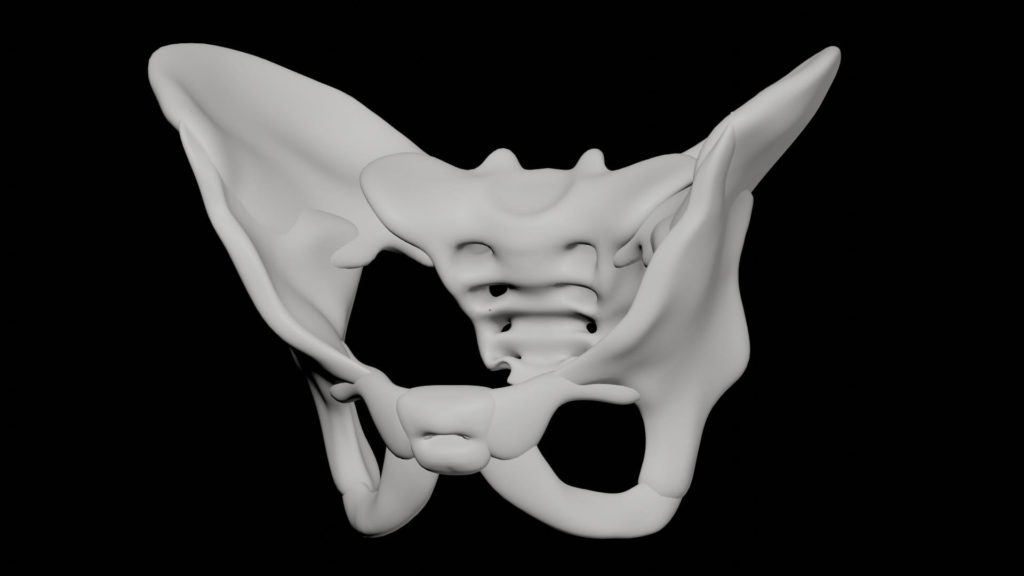 Realistic Human Pelvis 3d Model Low poly - Team 3d Yard