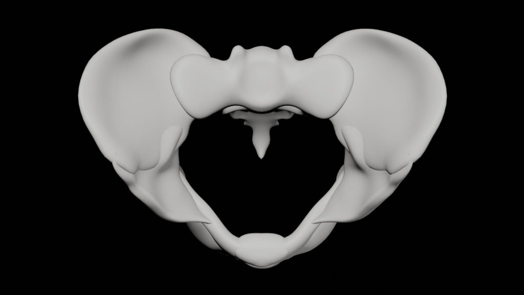 Realistic Human Pelvis 3d Model Low poly - Team 3d Yard