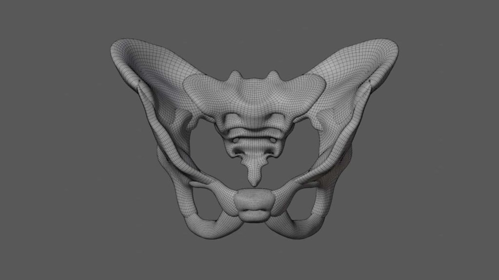 Realistic Human Pelvis 3d Model Low poly - Team 3d Yard