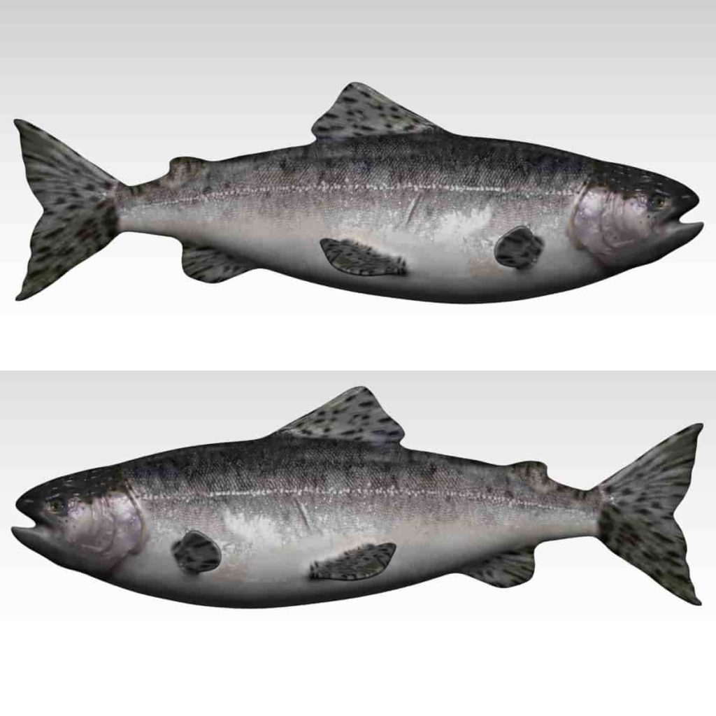 Salmon 3D Model Rigged and Low Poly - Team 3d Yard