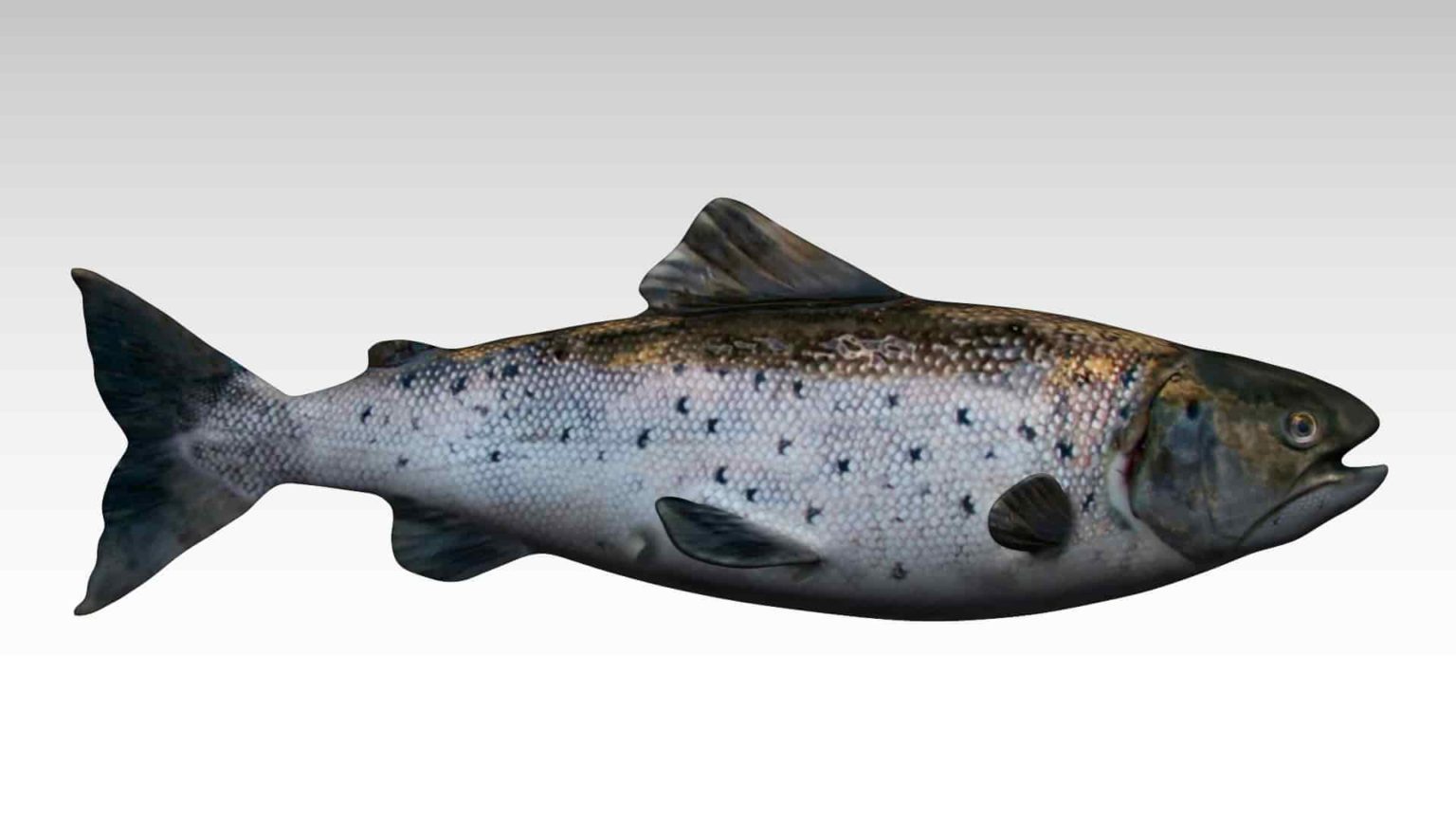 Salmon Fish 3D Model Rigged and Low Poly - Team 3d Yard