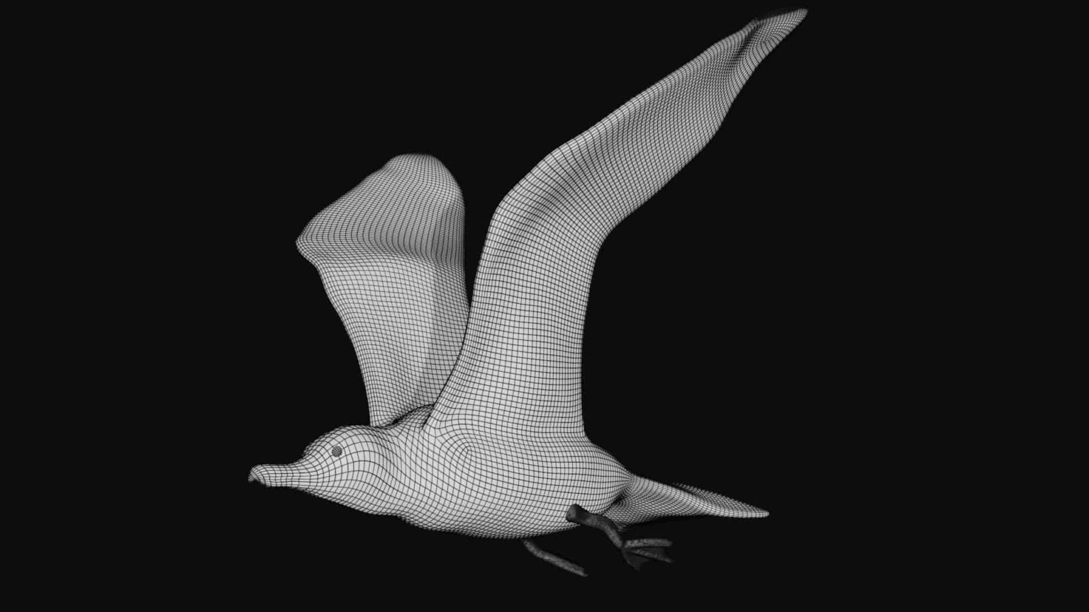 Seagull 3D Model Rigged and Low Poly - Team 3d Yard