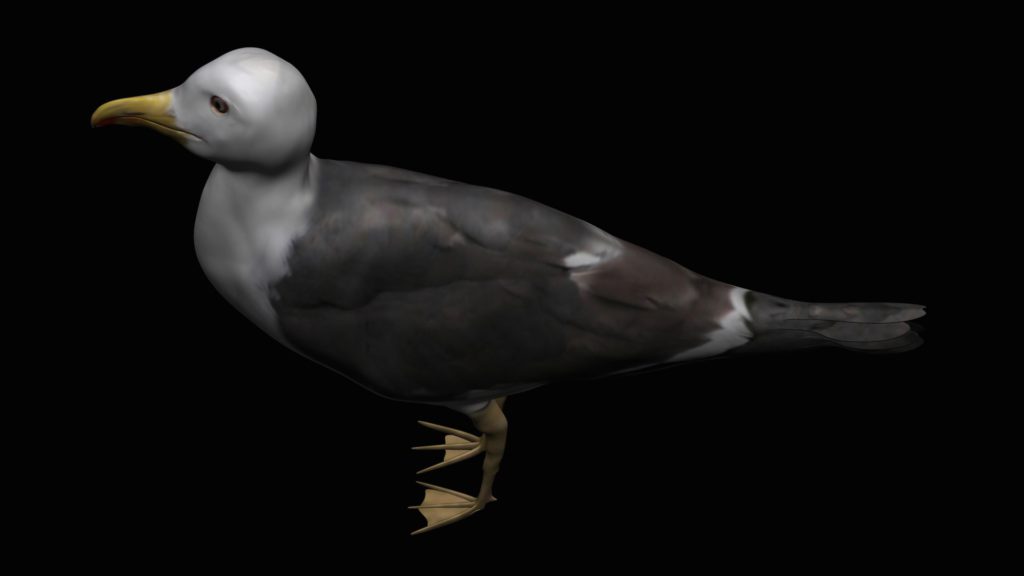 Seagull 3D Model Rigged and Low Poly - Team 3d Yard