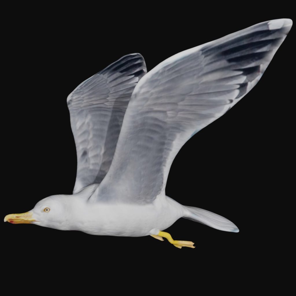 Seagull 3D Model Rigged and Low Poly - Team 3d Yard