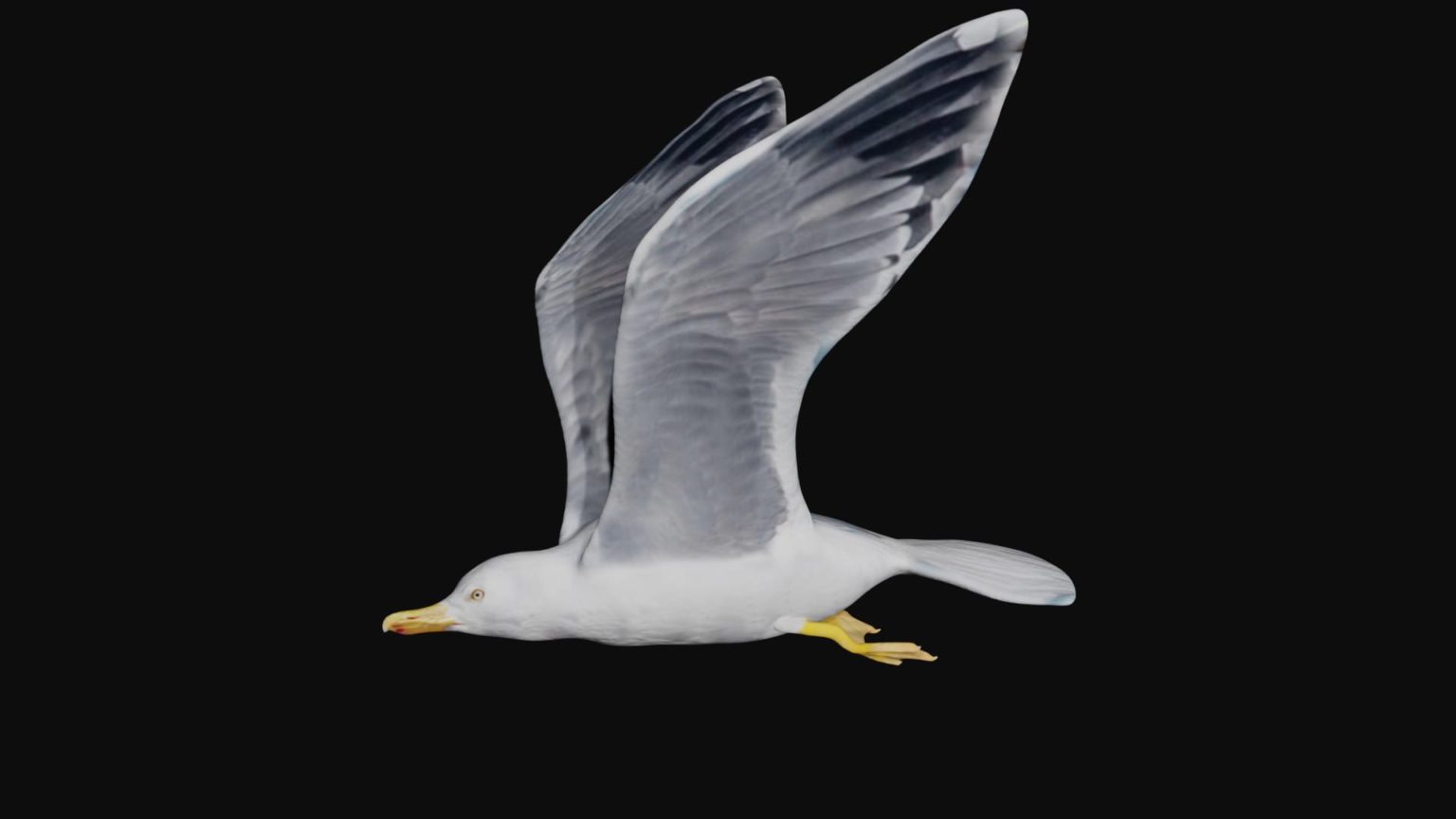 Seagull 3D Model Rigged and Low Poly - Team 3d Yard
