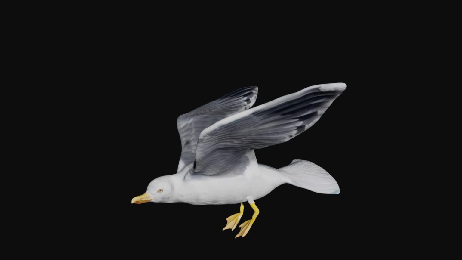 Seagull 3D Model Rigged and Low Poly - Team 3d Yard