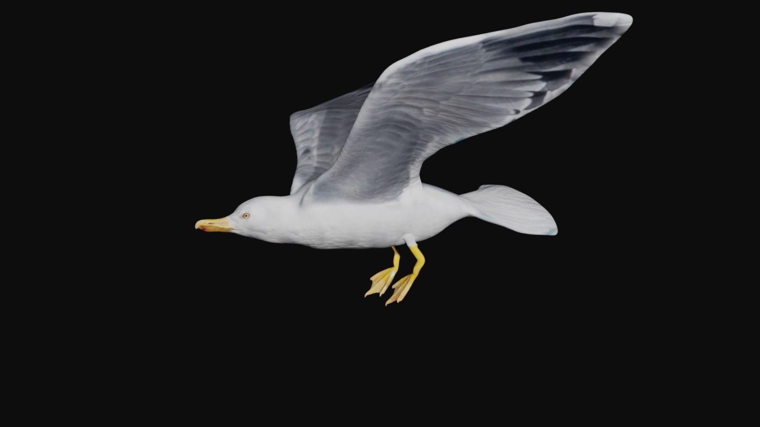 Seagull 3D Model Rigged and Low Poly - Team 3d Yard