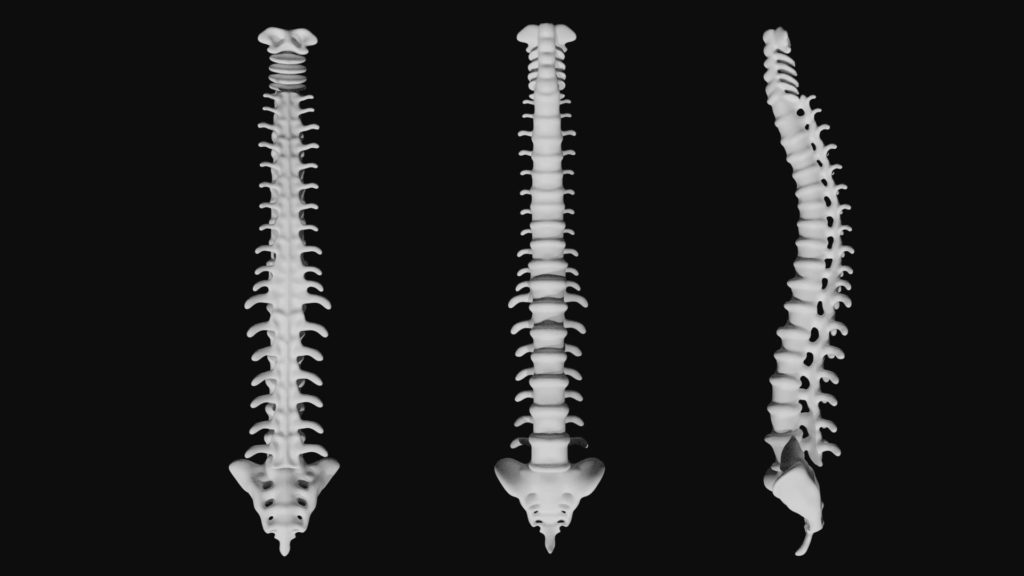 Spine 3d Model photorealistic 3d model - Team 3d Yard
