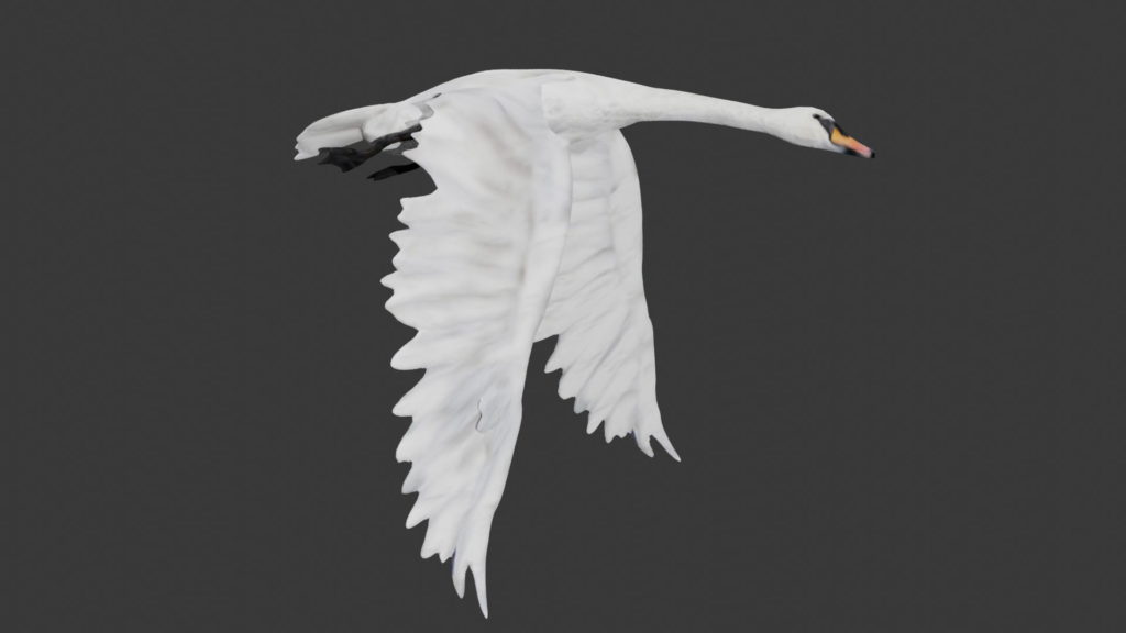 Swan 3D Model Rigged and Low Poly - Team 3d Yard