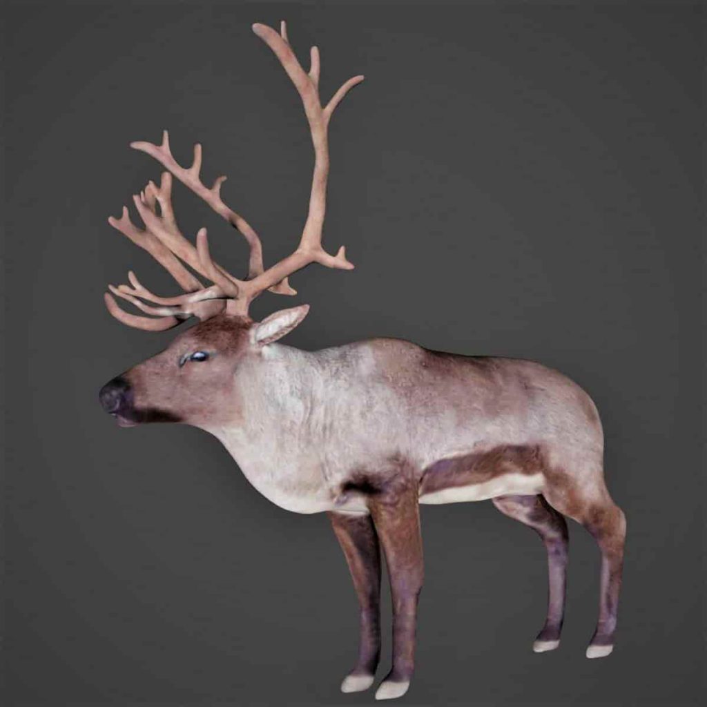 Reindeer 3D Model Rigged and Low Poly - Team 3d Yard