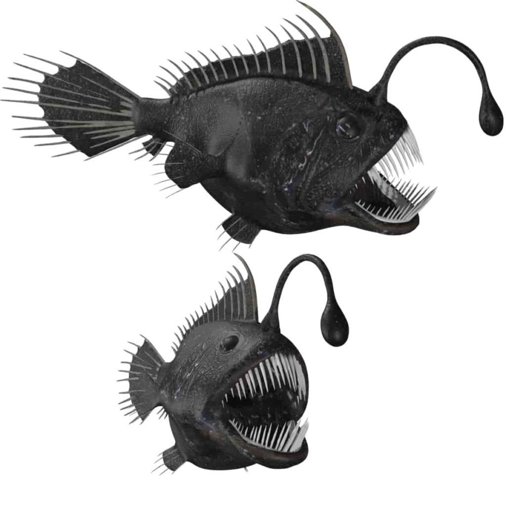 Angler fish 3d model low poly 3d model - Team 3d Yard