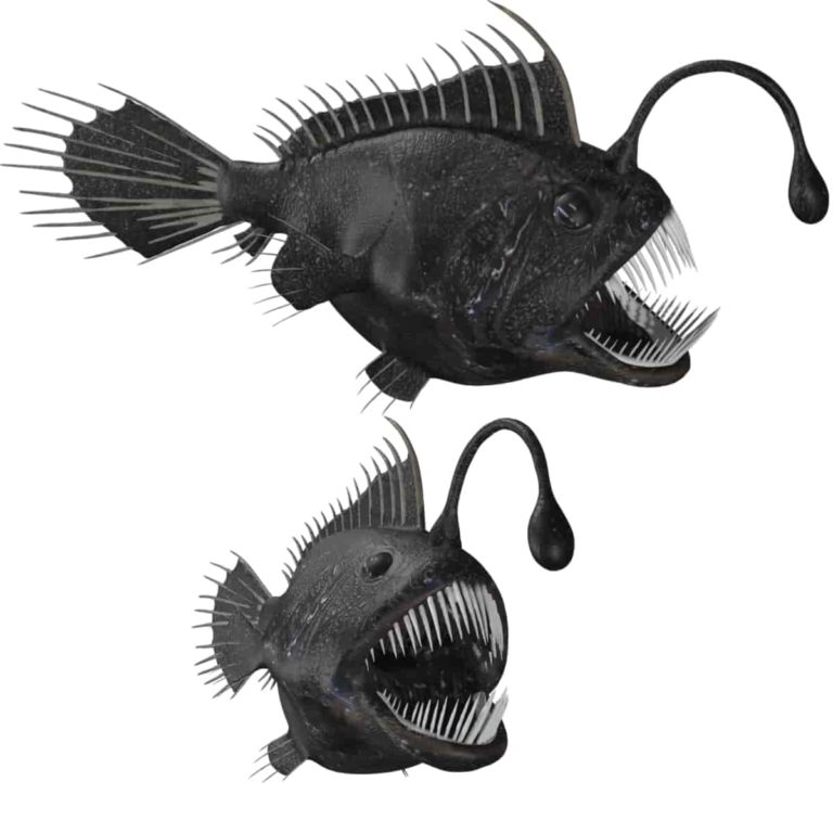 Angler fish 3d model low poly 3d model - Team 3d Yard