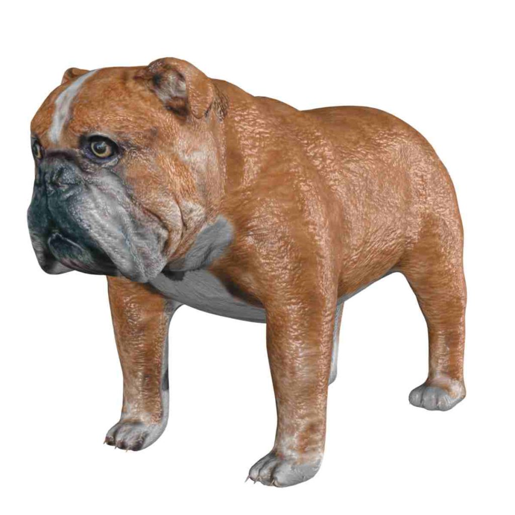 Bulldog 3d model rigged and low poly 3d model - Team 3d Yard