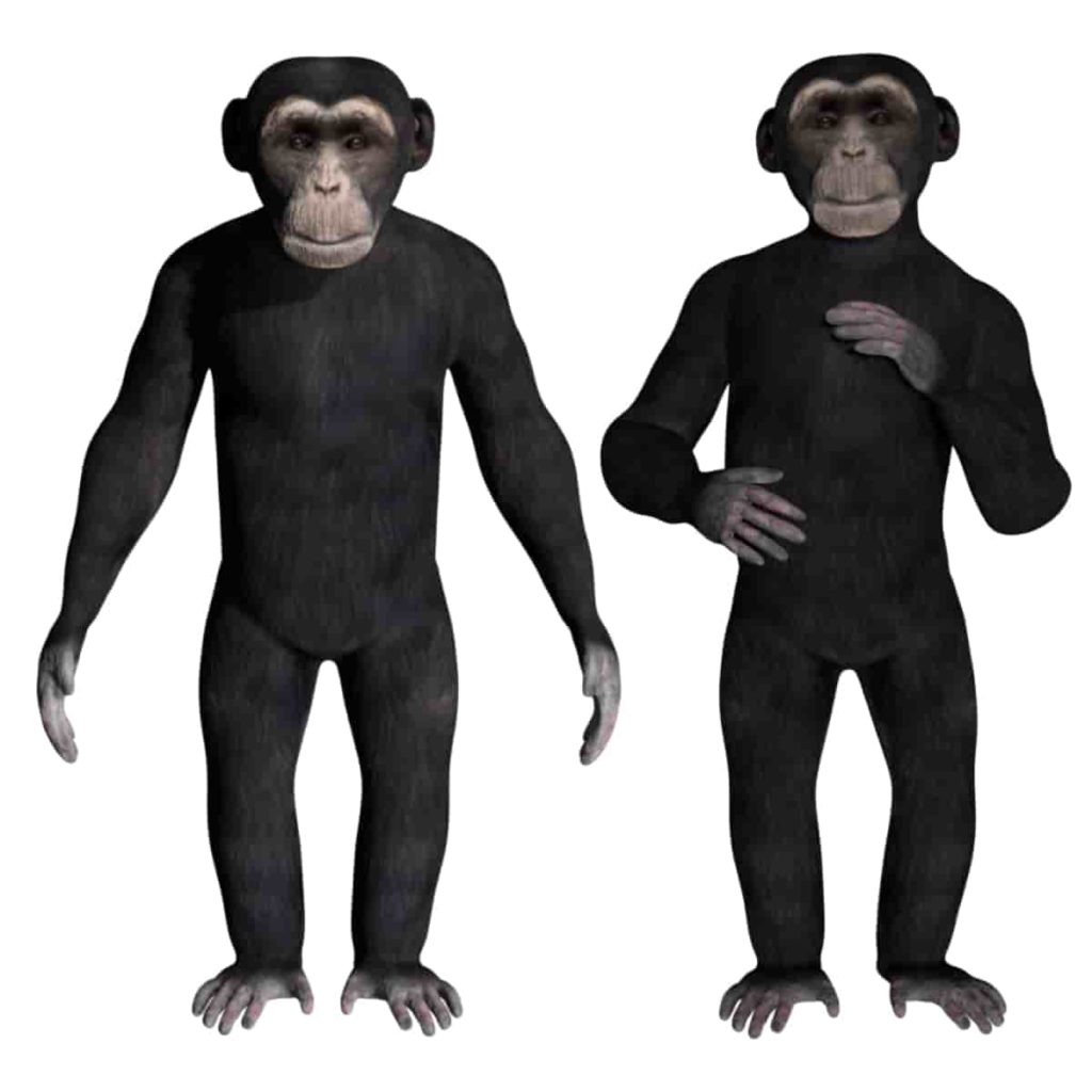Chimpanzee 3d model rigged and low poly 3d model - Team 3d Yard